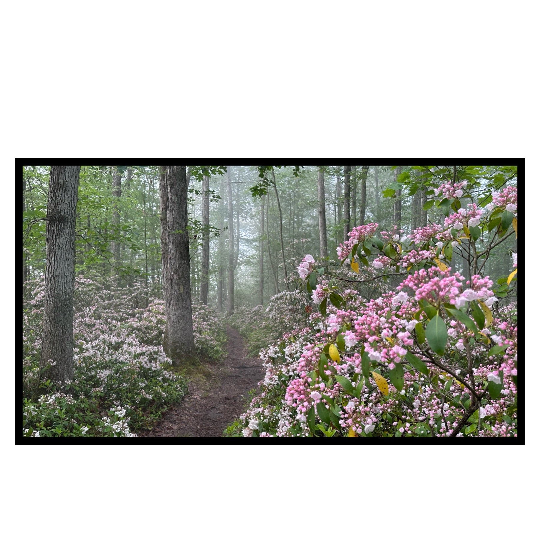 Superbloom on the rim trail oversize framed canvas | PA SUNCATCHER ...